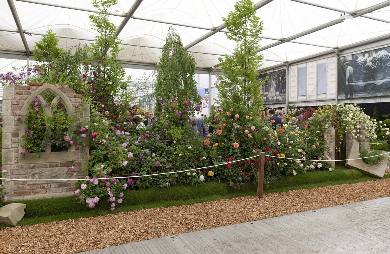 Redwood Stone - Other Shows - Love Your Garden - Peter Beales Roses